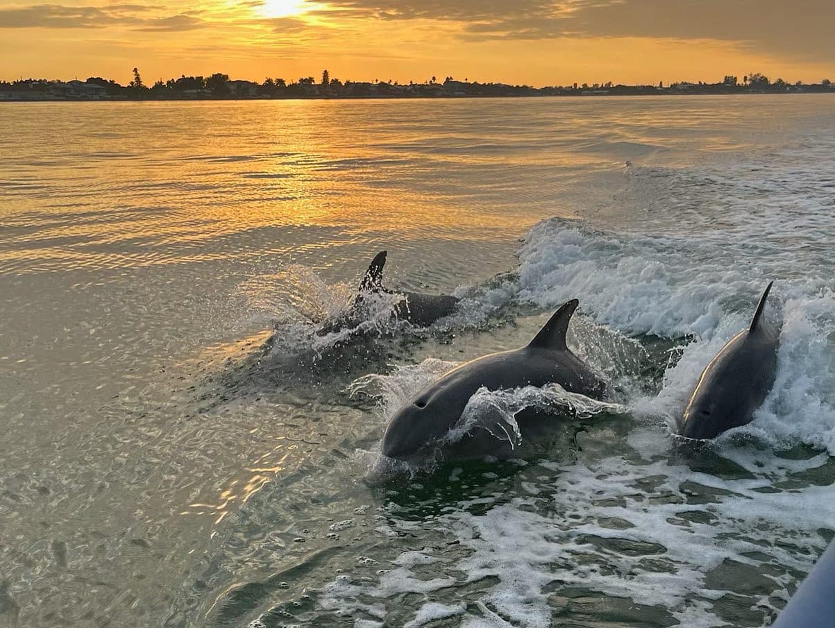 Anna Maria Island Sunset Cruises - AMI Rentals